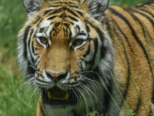 Royal Edinburgh Ticket | Edinburgh Sightseeing Pass | VisitBritain