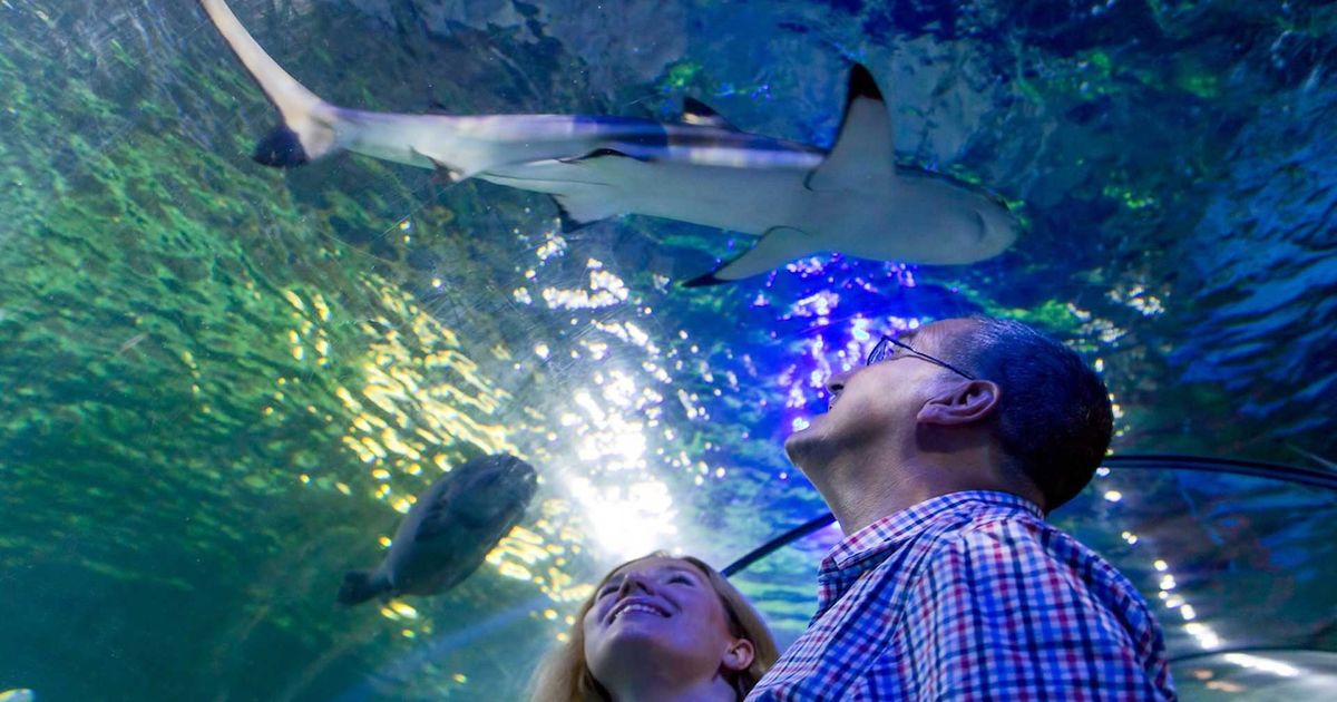SEA LIFE Loch Lomond | VisitBritain