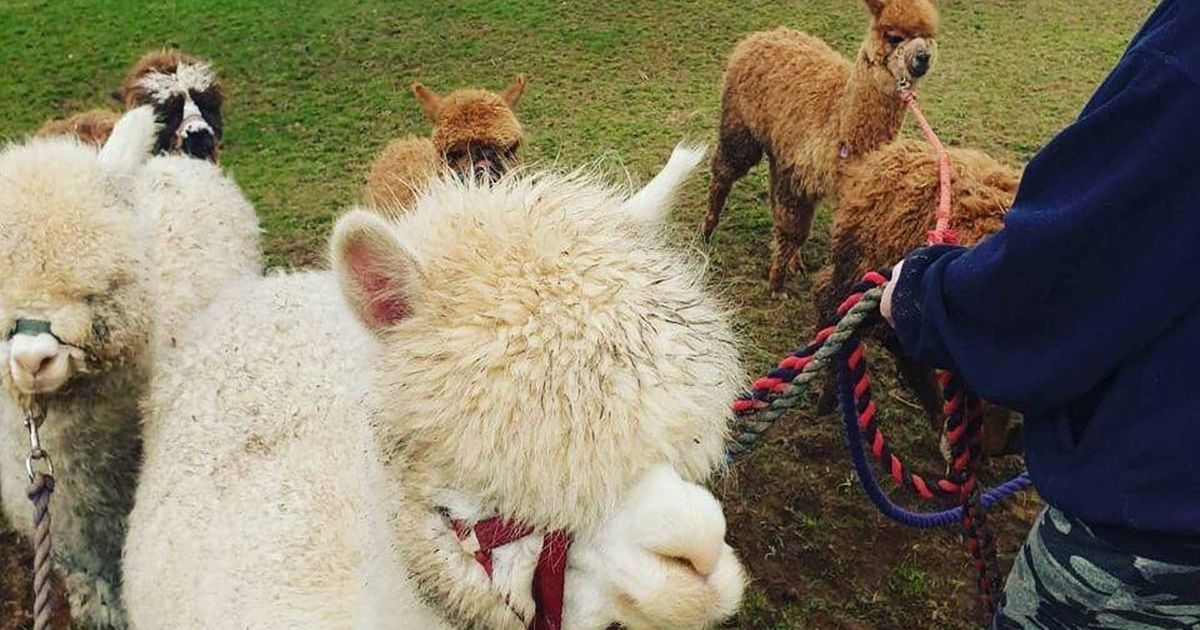 Lucky Tails Alpaca Farm – Alpaca Walk Experience | VisitBritain