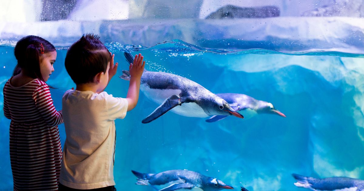 SEA LIFE London Aquarium | VisitBritain