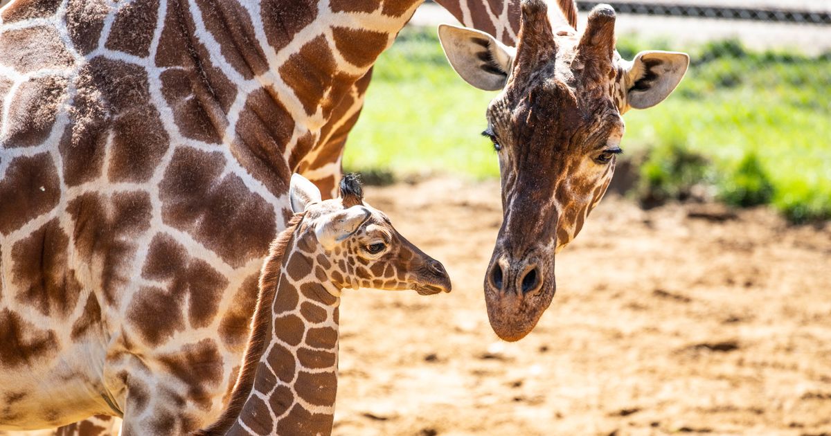 Whipsnade Zoo Tickets | Conservation Zoo | VisitBritain Shop