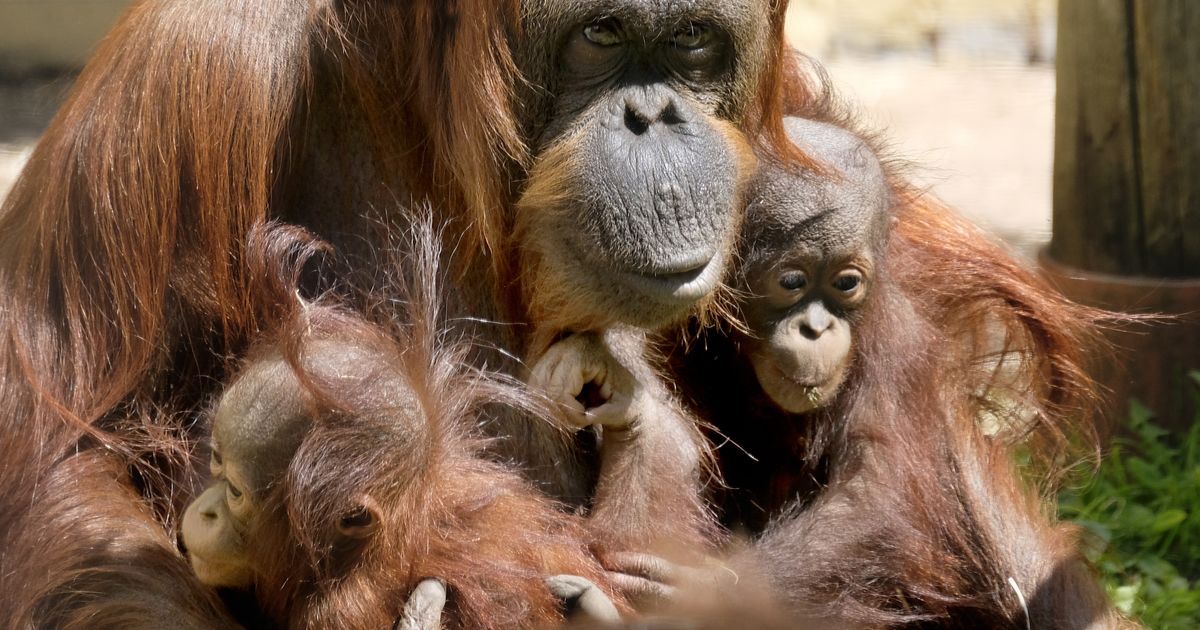 Buy tickets to Dudley Zoo and Castle | VisitBritain Shop