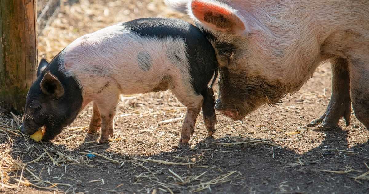 The Pig Enthusiast | VisitBritain