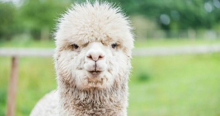 Lucky Tails Alpaca Farm – Meet Alpacas & Meerkats | VisitBritain
