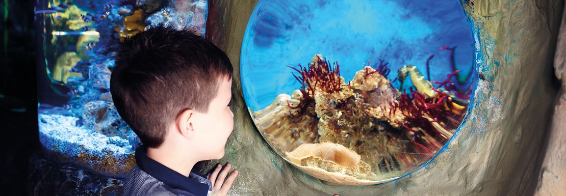 Buy tickets to London's SEA LIFE centre | VisitBritain