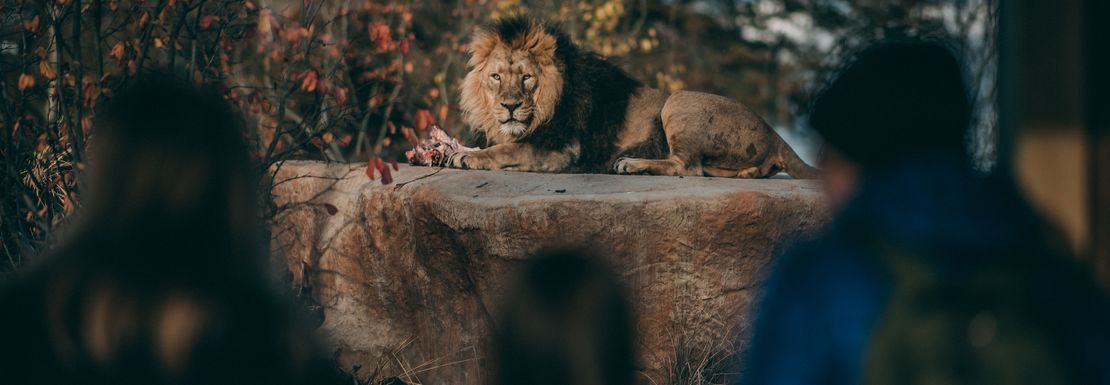 Buy Chester Zoo Tickets | Things to Do in Chester | VisitBritain Shop