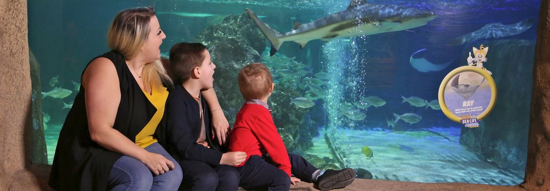 SEA LIFE Blackpool Aquarium Tickets | VisitBritain