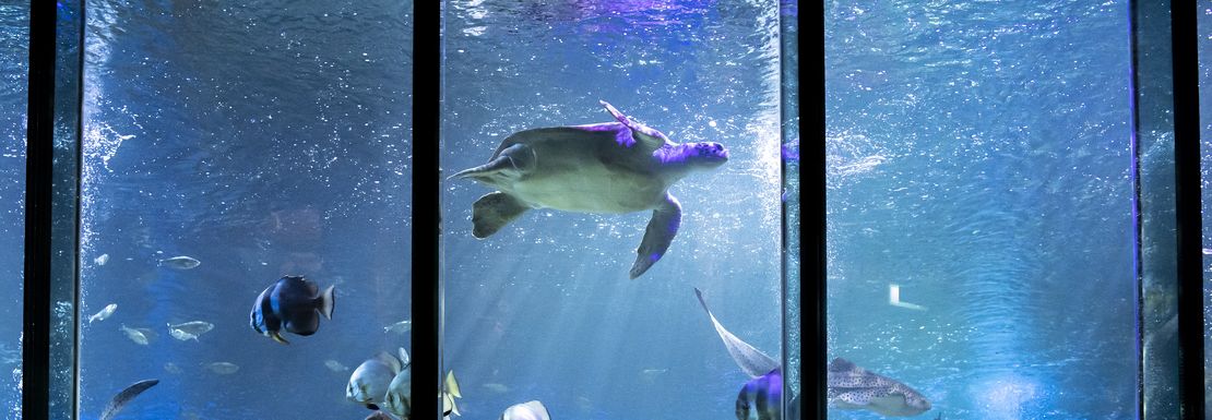 SEA LIFE Blackpool Aquarium Tickets | VisitBritain