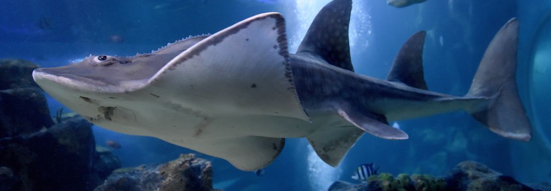 Buy tickets to Birmingham Sea Life Centre | VisitBritain