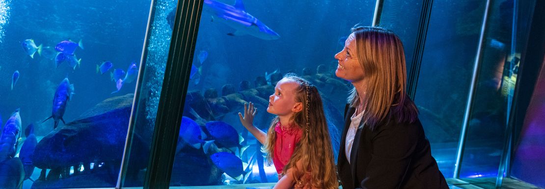 SEA LIFE Hunstanton | VisitBritain