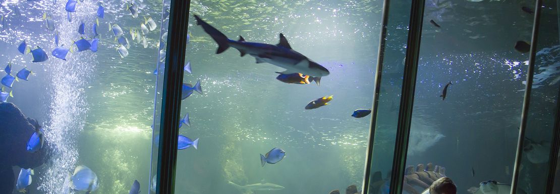 SEA LIFE Hunstanton | VisitBritain