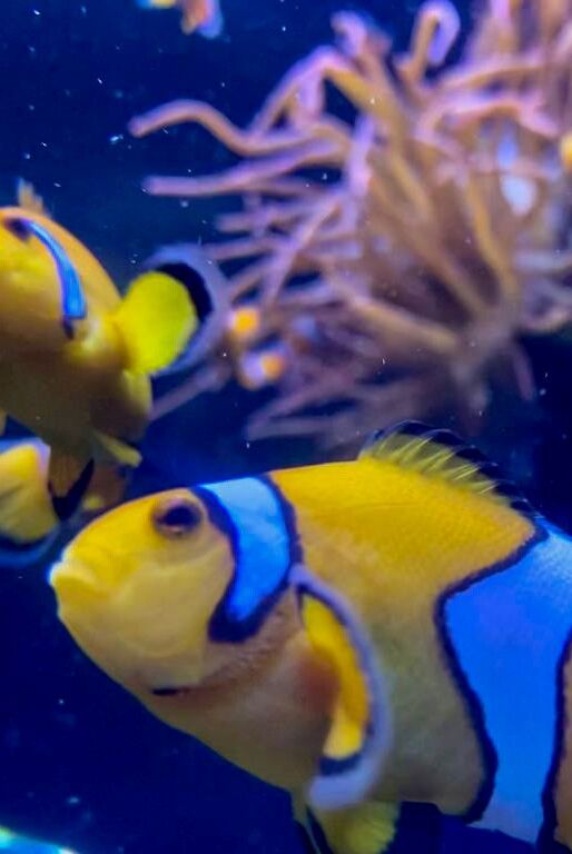 Buy Manchester SEA LIFE Centre tickets | VisitBritain